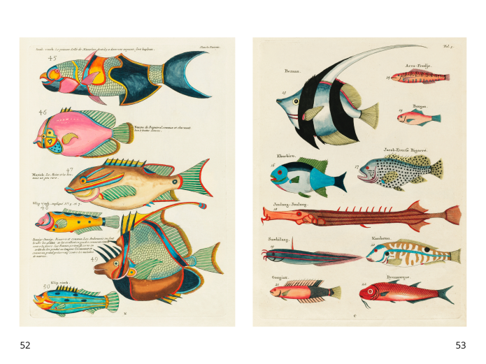 LOUIS RENARD'S FANTASTICAL FISH | Indiegogo