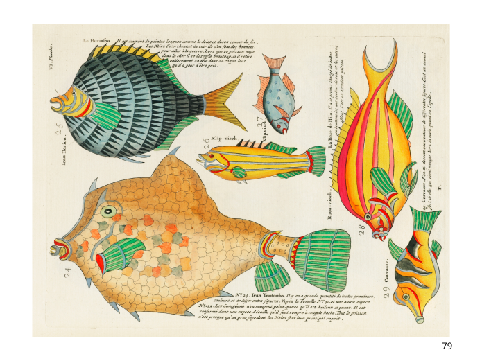 LOUIS RENARD'S FANTASTICAL FISH | Indiegogo