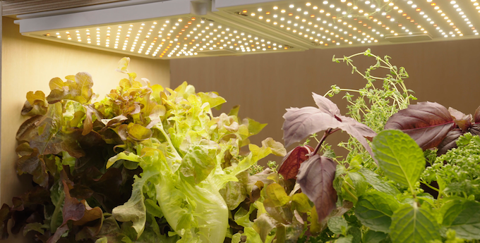 Verda Garden Modular: Grow Food on Shelves | Indiegogo